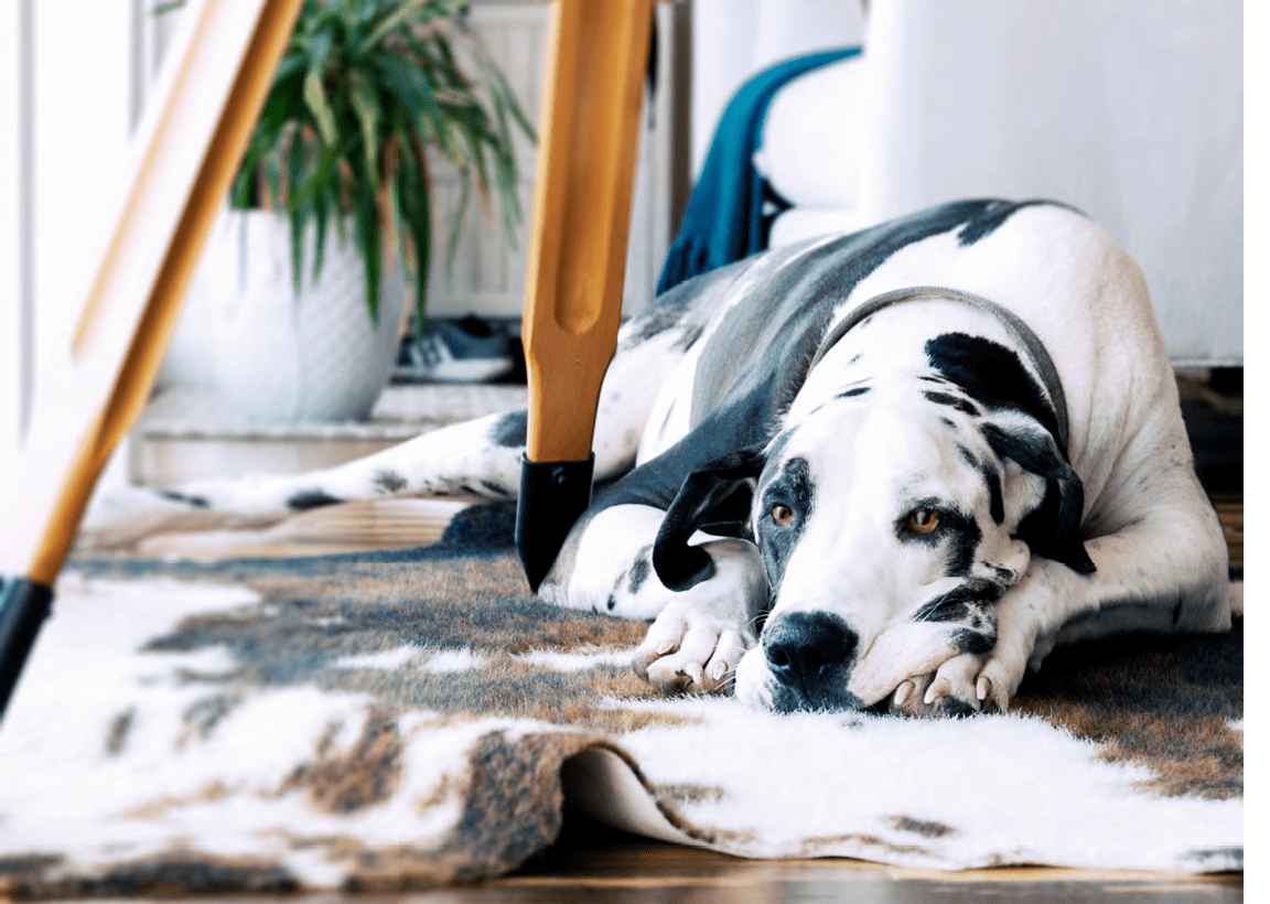 Home - Great Dane Homes